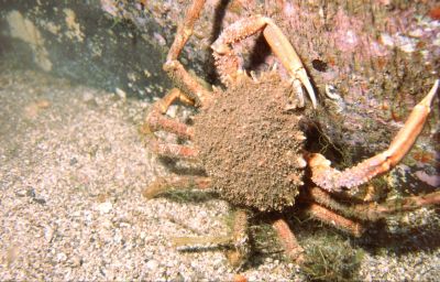 Große Seespinne